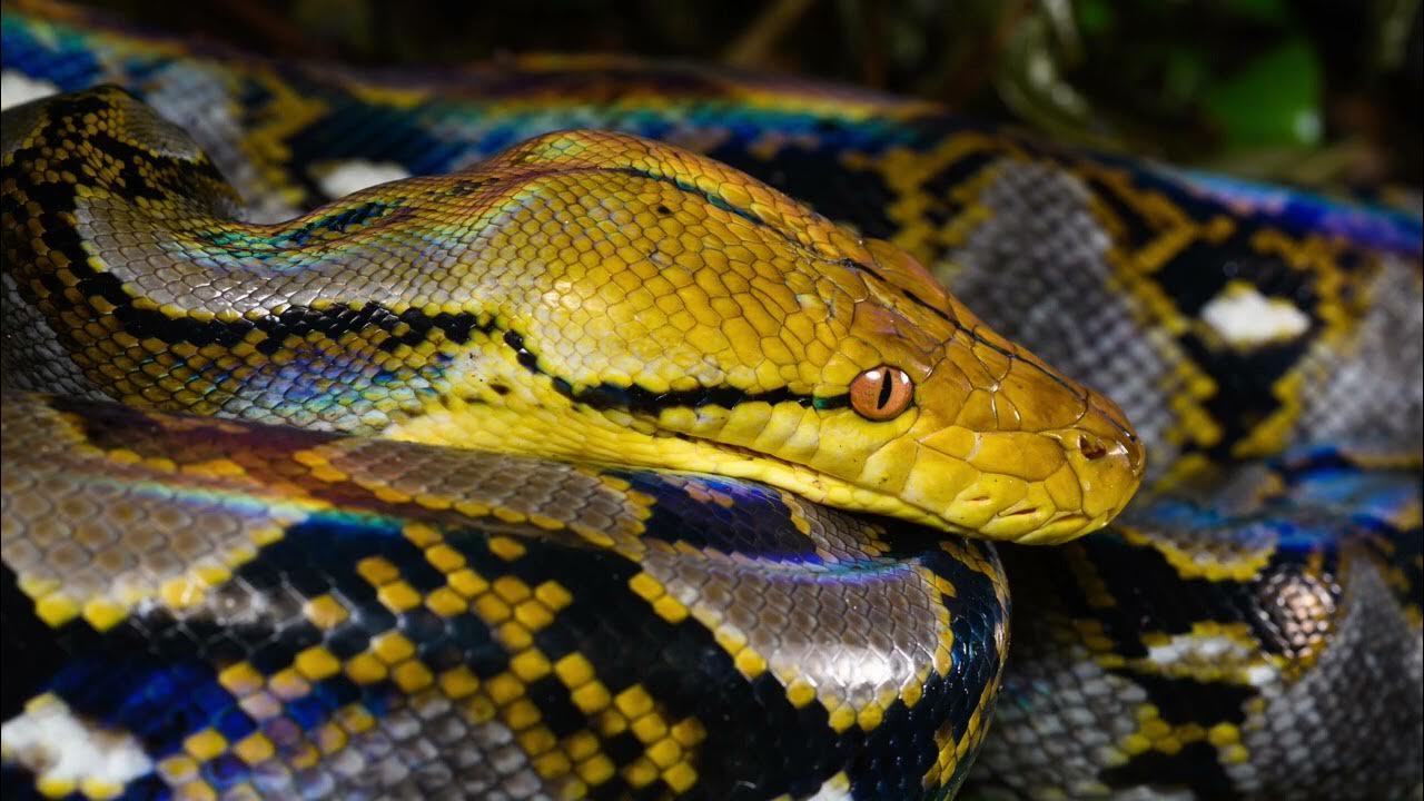 Reticulated python Descriptions, Characteristics and Facts! - YouTube