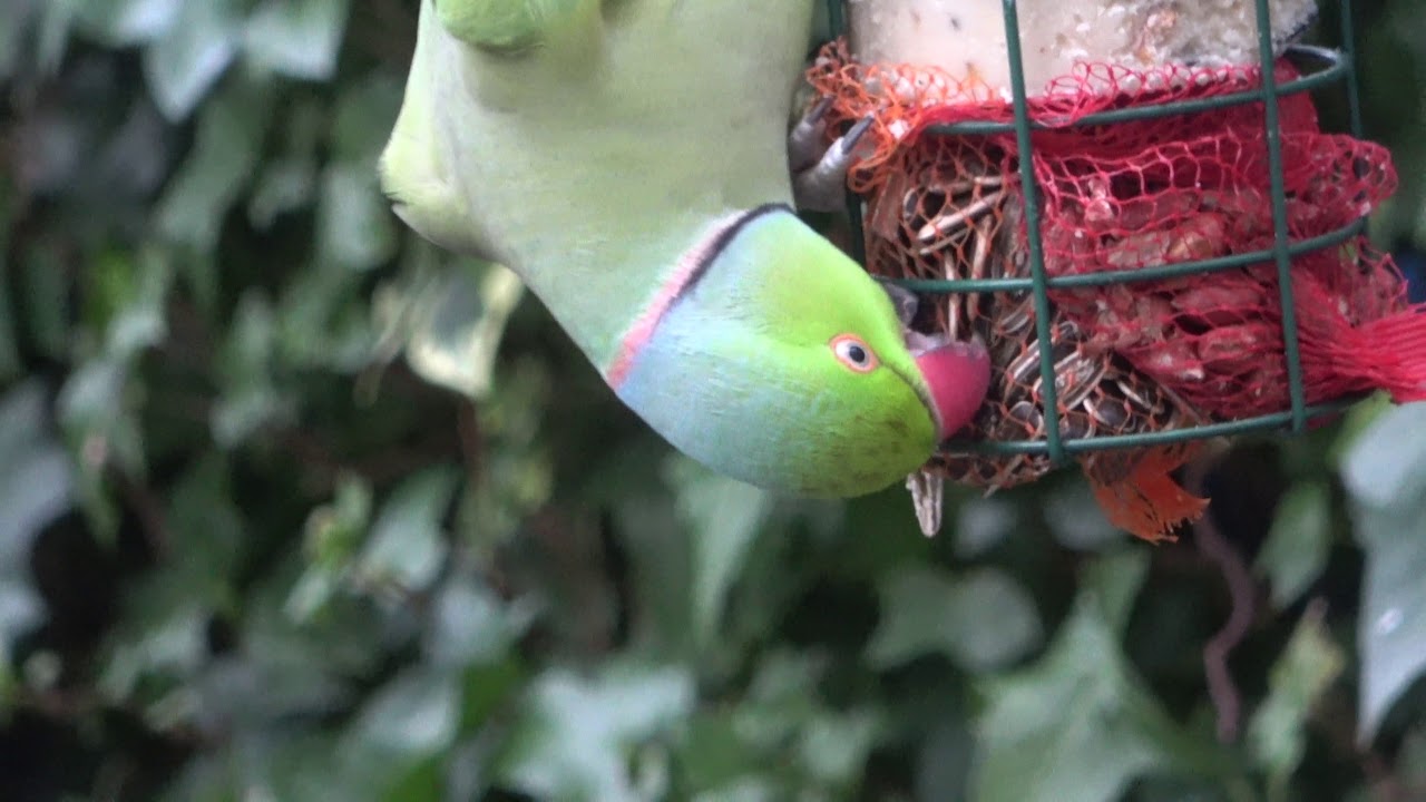 Ring-necked parakeets in Europe - YouTube