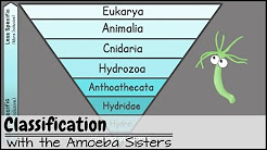 Classification and Evolution - YouTube