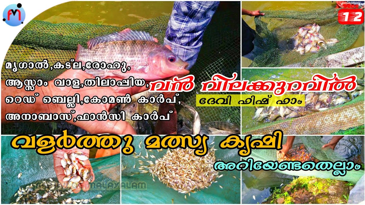 Edible fish farming in kerala|Devi fish farm kottarakkara| വളർത്തു ...