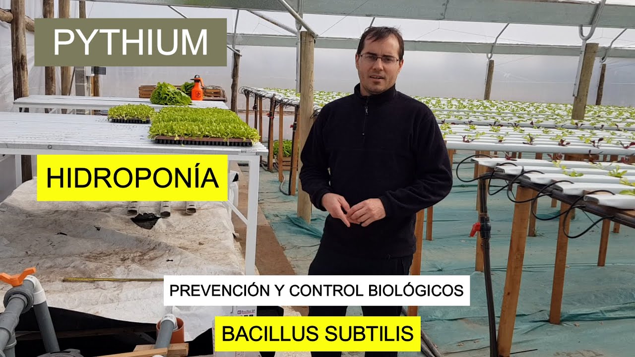 Pythium Hidroponía - Prevención y Control - YouTube
