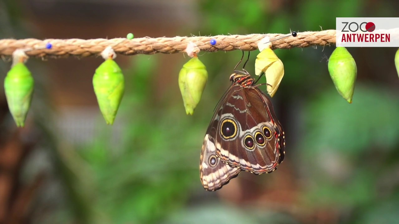 Geniet opnieuw van de prachtige vlinders in de Vlindertuin - YouTube