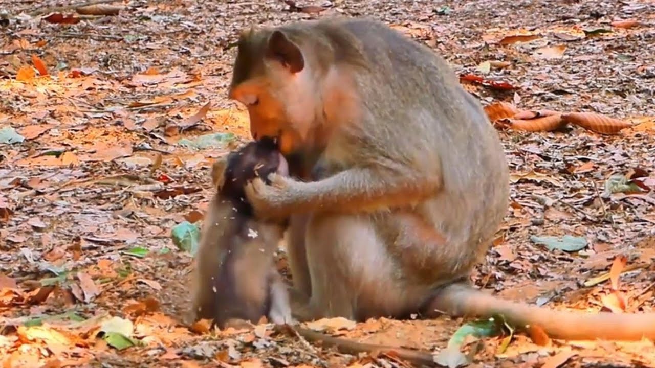 Incredible Interest Poor Little Baby Monkey Ba_d Luck Today...! - YouTube