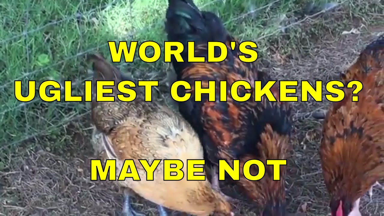 UGLIEST CHICKENS IN THE WORLD? ~ UPDATE - YouTube
