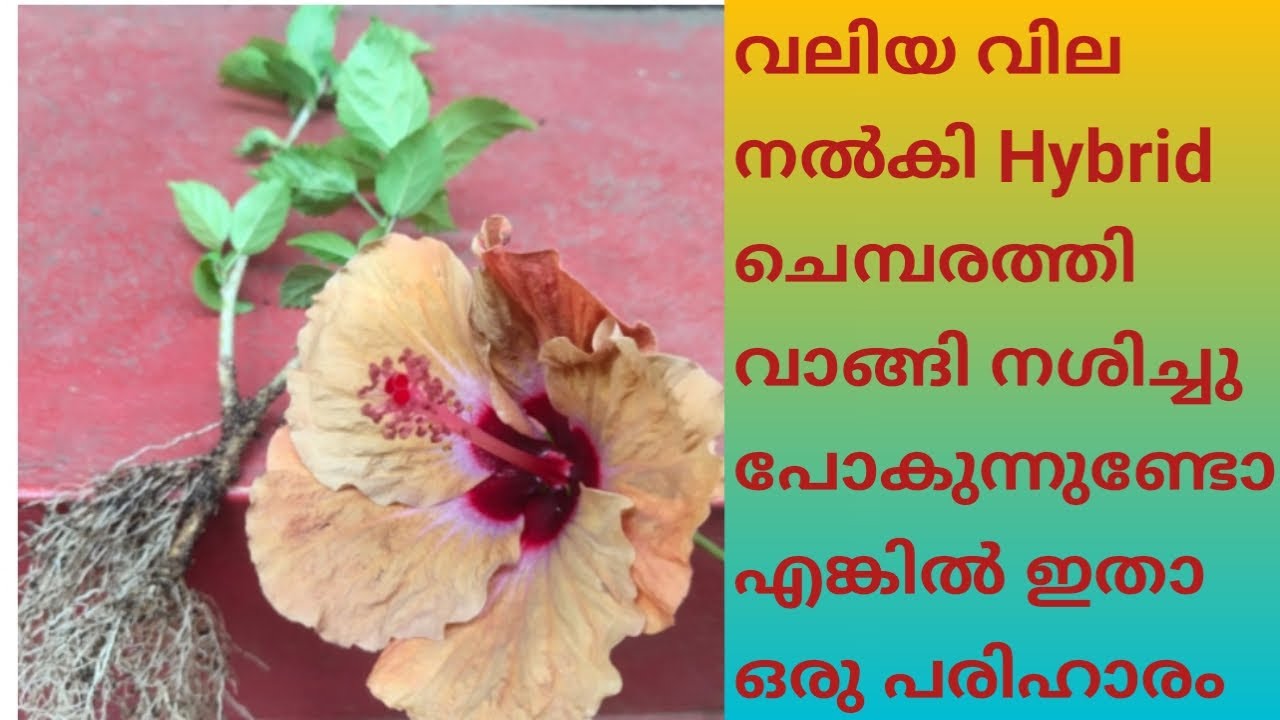 How to protect Hybrid Hibiscus from damage - YouTube