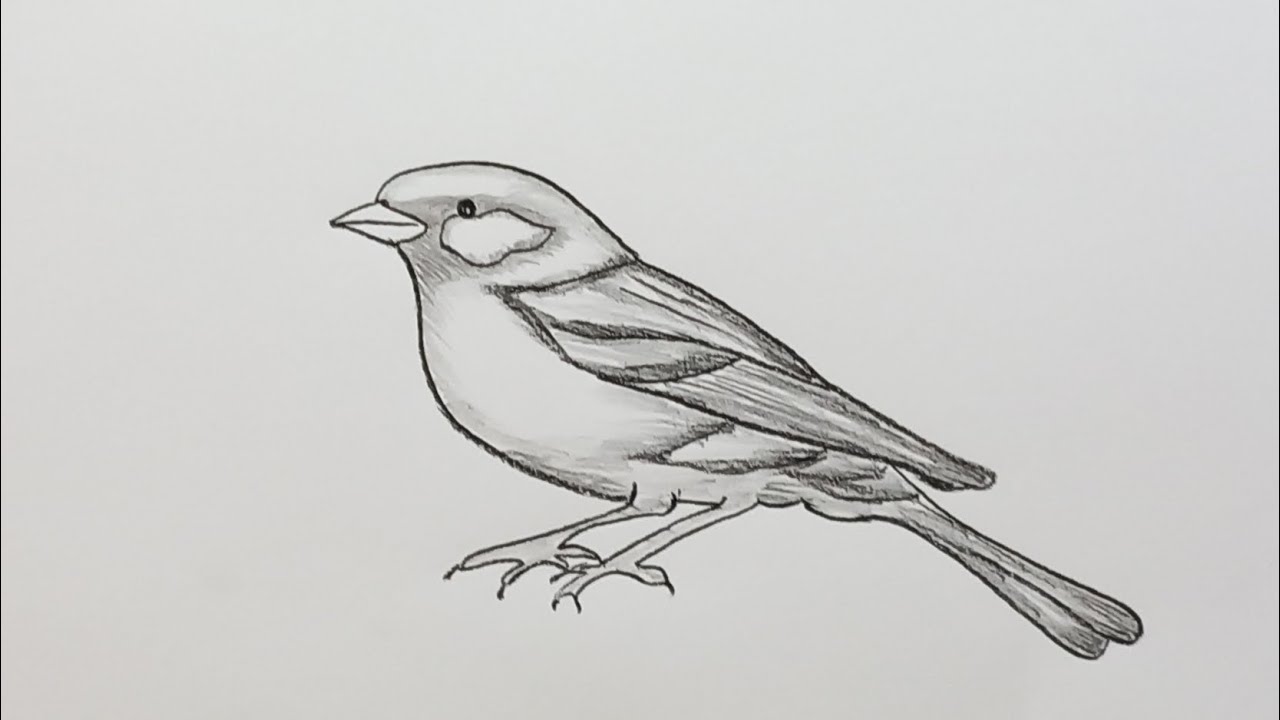 Finch bird drawing !! how to draw a bird easy!! Pencil drawing ...
