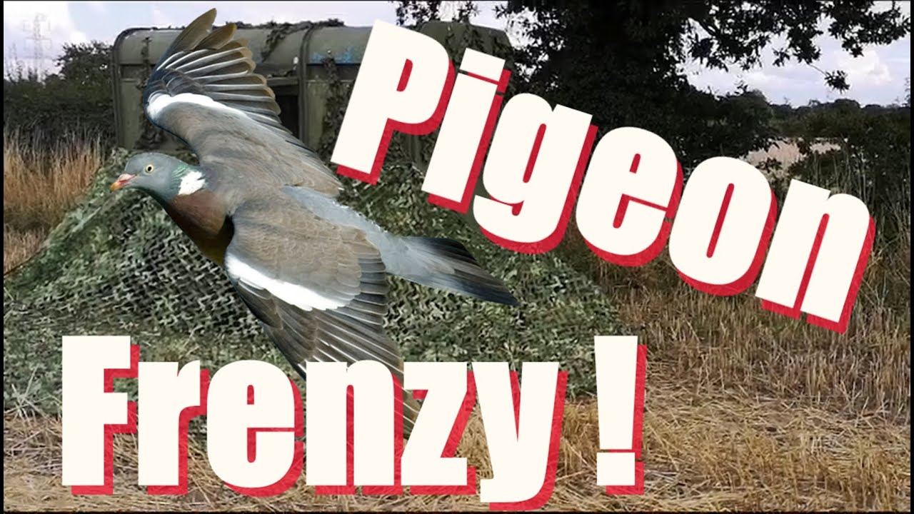 EPIC PIGEON ACTION !! - YouTube