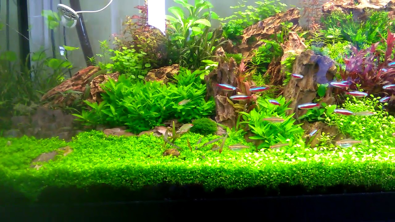 My big aquascape - YouTube