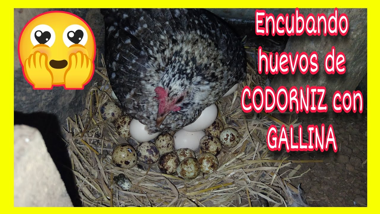 😱ENCUBACIÓN DE HUEVOS DE CODORNIZ CON GALLINA 2023🐔 💯 ️ - YouTube