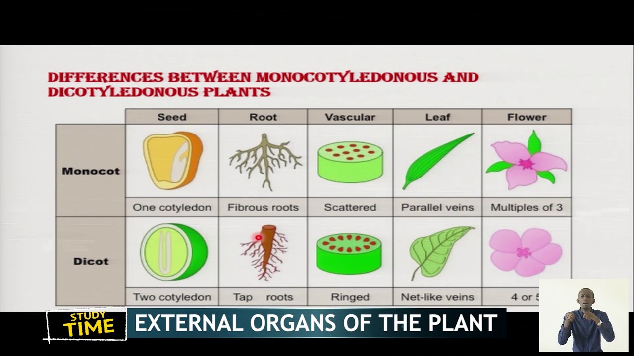 REB | S1 | Biology | Unit 3 | Lesson: External Organs of Plants - YouTube