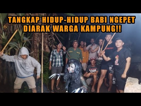 REAL TANGKAP HIDUP-HIDUP BABI NGEPET DIARAK WARGA‼️WARGA MURKA TELAH ...