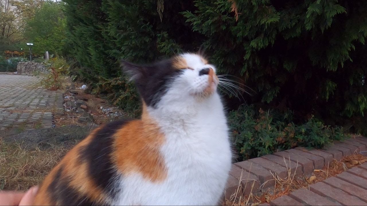 Chonky Calico Cat Doing Her Morning Stretches Before Breakfast (Cutest ...