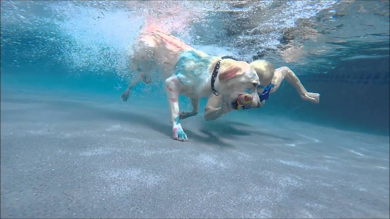 Patriotic Mermaid Jana & Labrador Retriever Keeper dive underwater slow ...