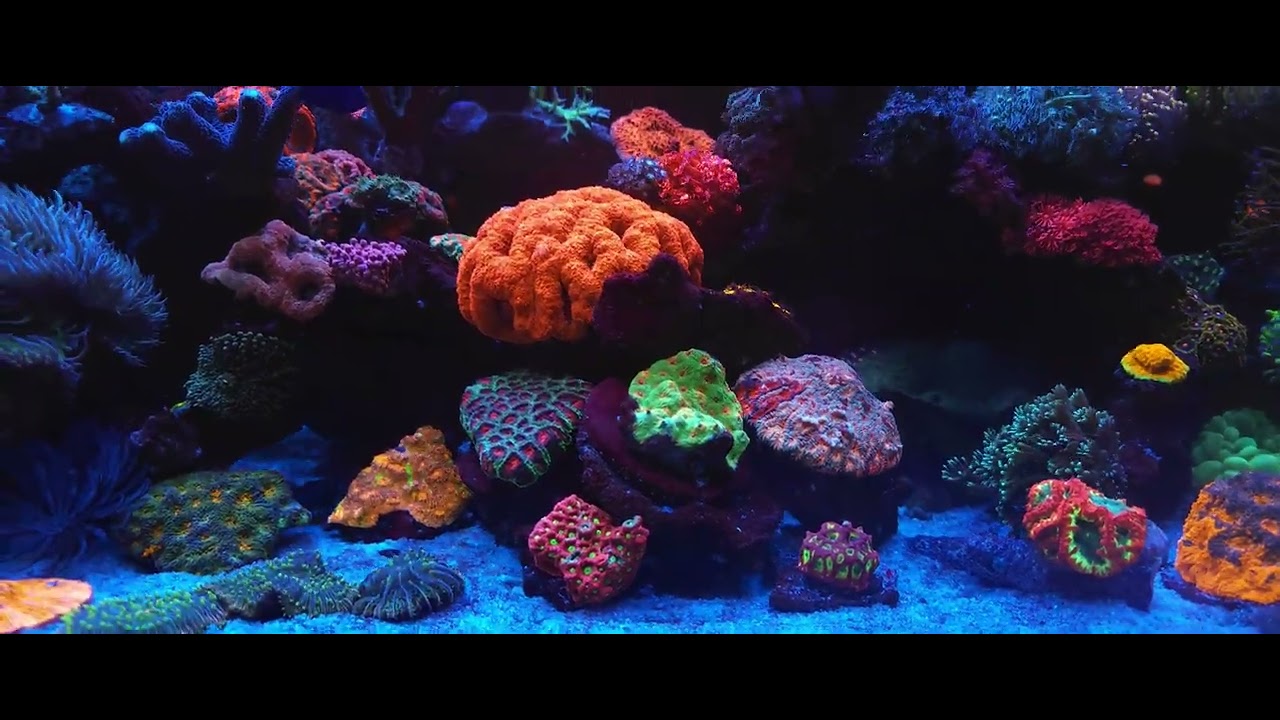 Reef Update - YouTube