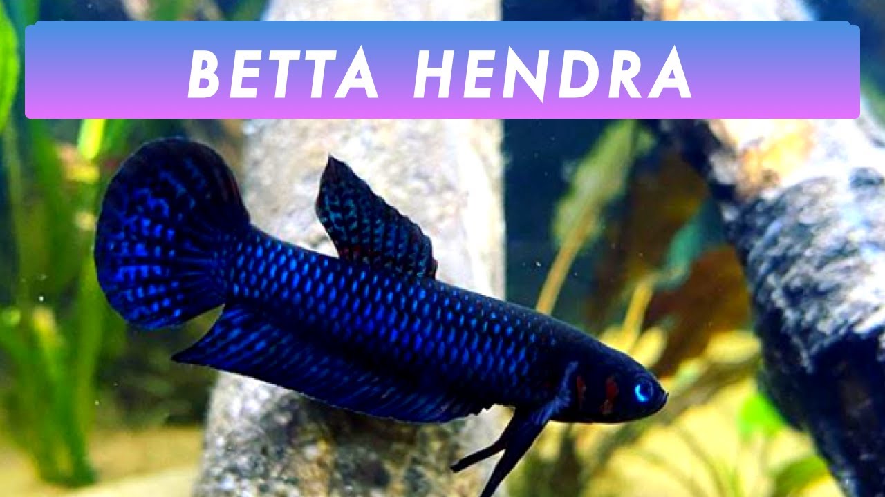 Relaxing, Naturally Aquascaped Betta Hendra Aquarium (Male & Female ...