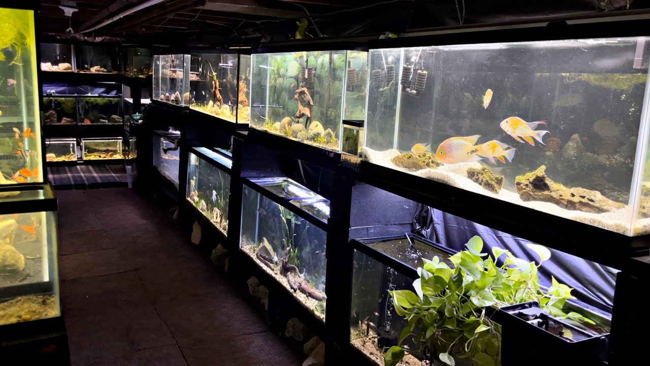 Pet Store Fish Tanks