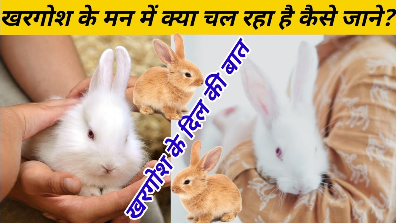 खरगोश के मन में क्या चल रहा है कैसे जानें? Kaise jaane khargosh kya ...