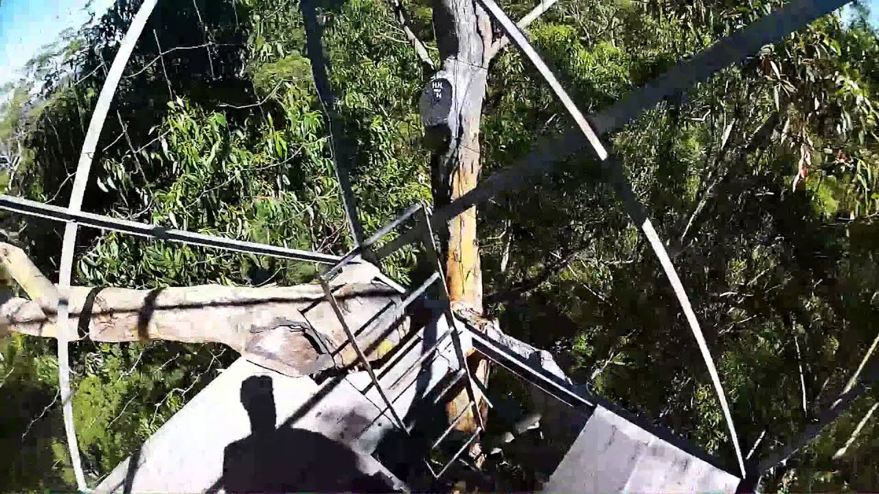Climbing a huge tree in Pemberton - YouTube
