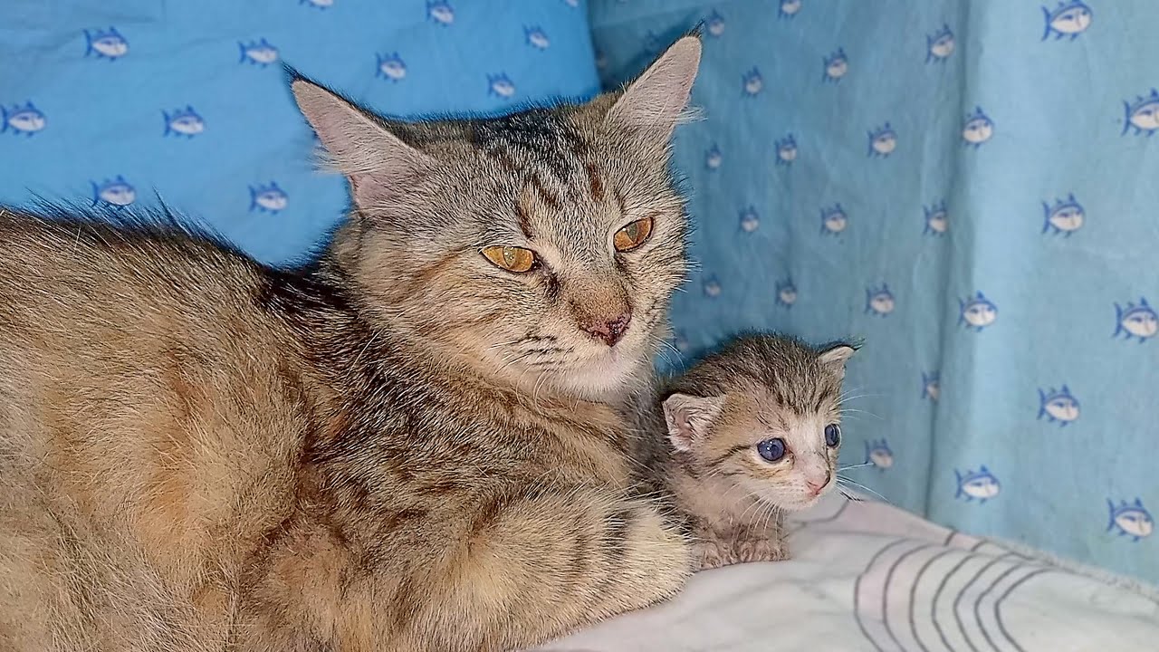 Mother Cat teaches the ADOPTED KITTEN to Hiss at Big Cats, POOR KITTEN ...