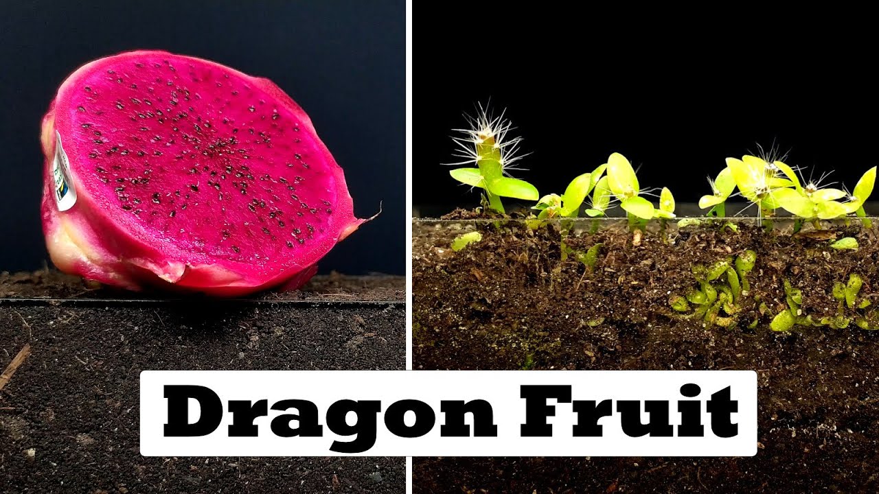 Dragon Fruit Time Lapse #greentimelapse #gtl #timelapse - YouTube