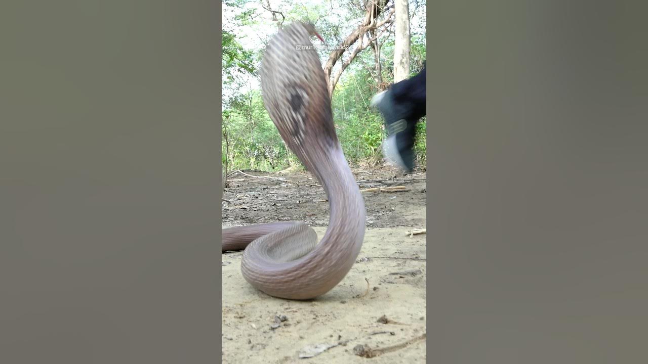 एक साथ बहुत सारे सांपों को जंगल में कैसे आजाद किया गया।😱🐍 Snake Release ...