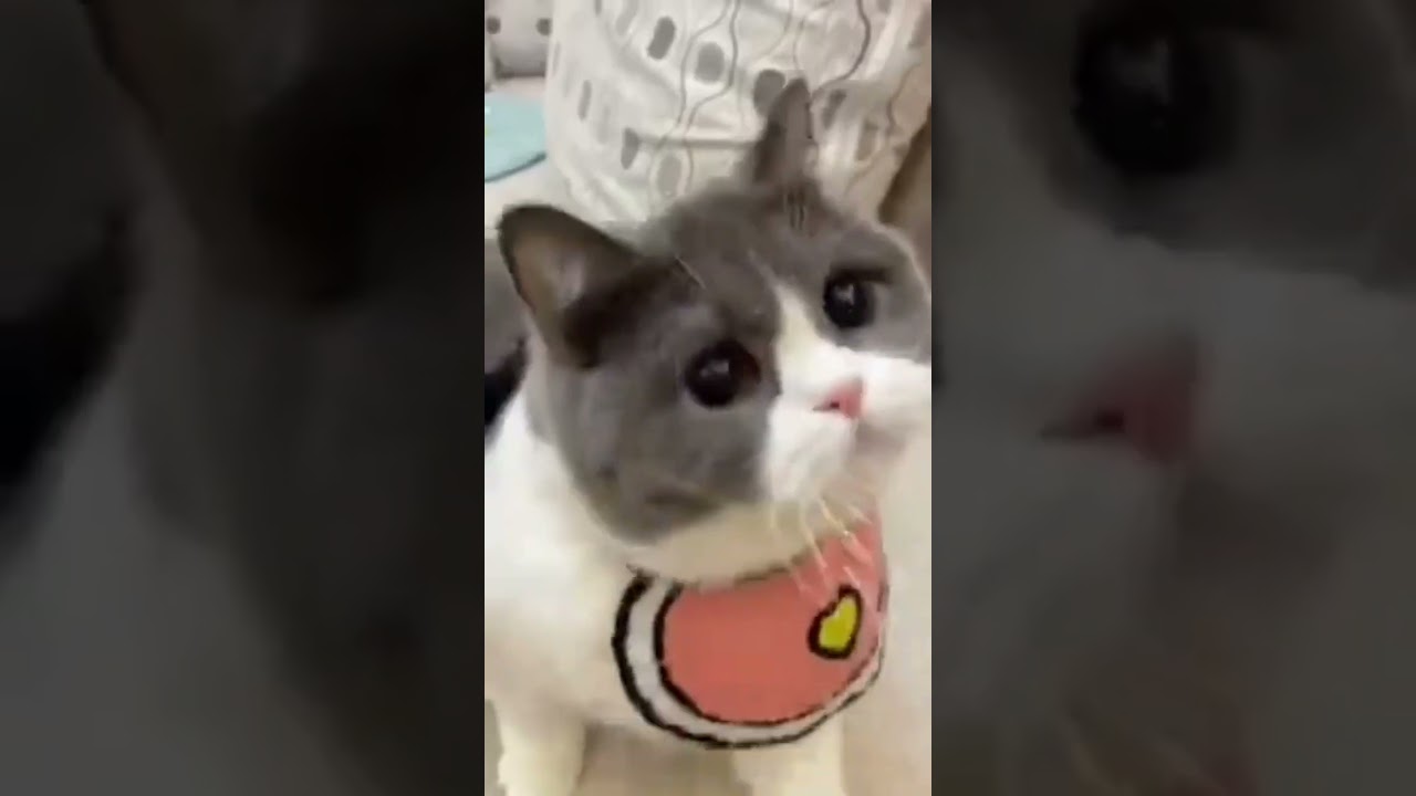 😘🤭🤪🐈🐱 Viralshorts Youtubeshorts Shorts Beautiful Cute Cat Youtube