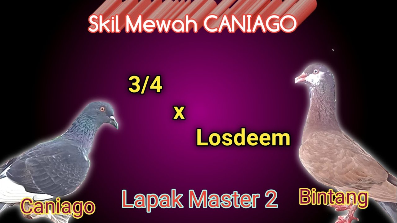 ️ 9 Merpati Skil Mewah Lapak Master 2 - YouTube