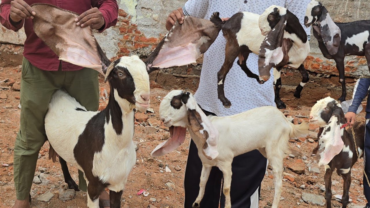 Golconda Qila Moti Darwaza Hyderabadi goats breedline a1quality female ...