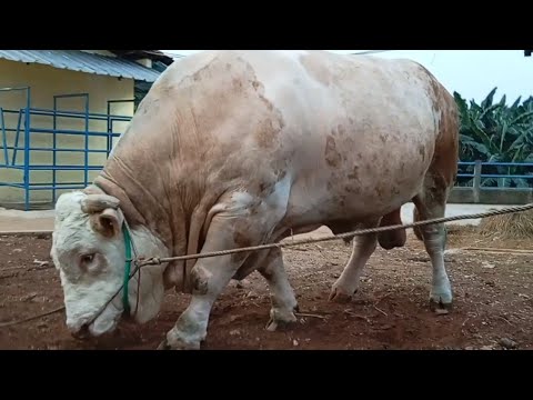 TIMBANG REAL SAPI ALBINO MONSTER TERUNIK SUMBER TERNAK FARM - YouTube