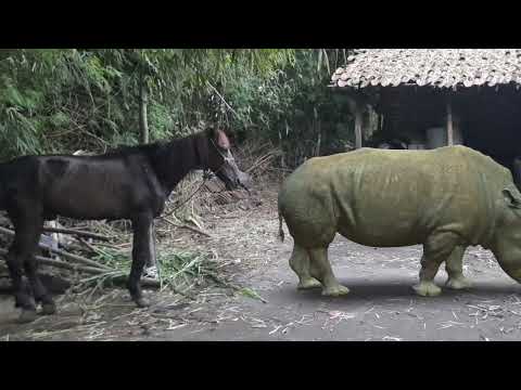 Cavalo and Rhino meeting at imire, zimbabwe ep. Perjalanan Kuda Quarter Krycie Koni әйел мүйізтұмсық