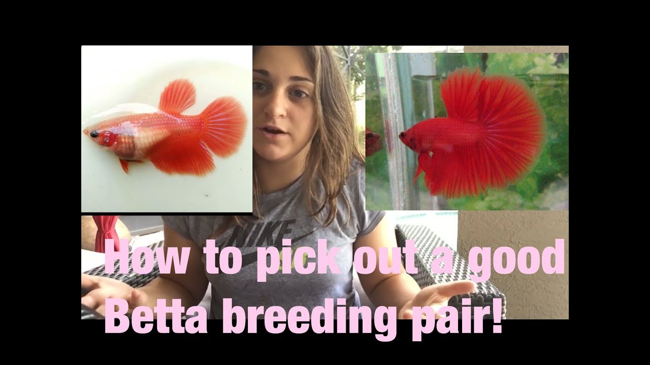 HOW TO PICK A BREEDING PAIR| Bettas for a Cause - YouTube