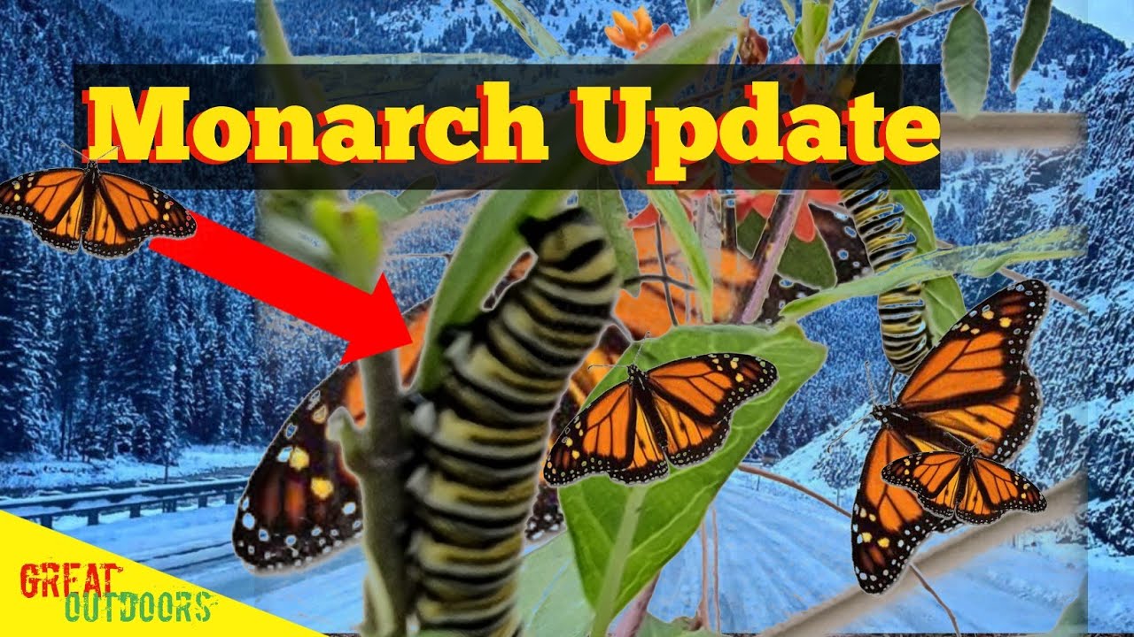 The Monarch Butterfly: An Epic Struggle for Conservation" - YouTube