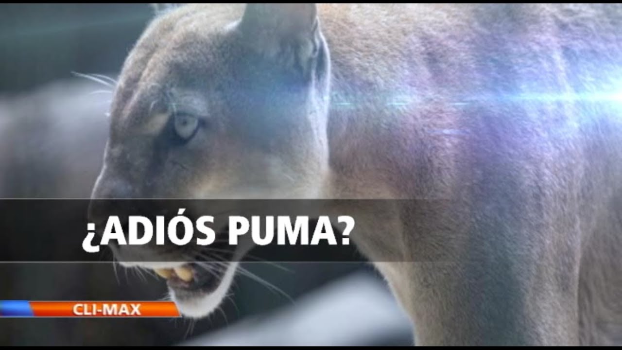 Declaran extinto al puma del oriente norteamericano - YouTube