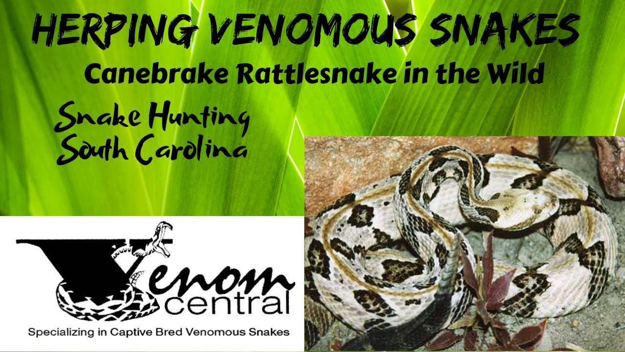 First Snake Hunt of 2019 Flipping Tin for Snakes in South Carolina ...