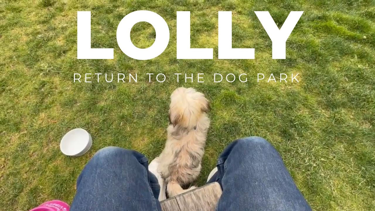 Lolly Dog Park Reactivity Progress - YouTube