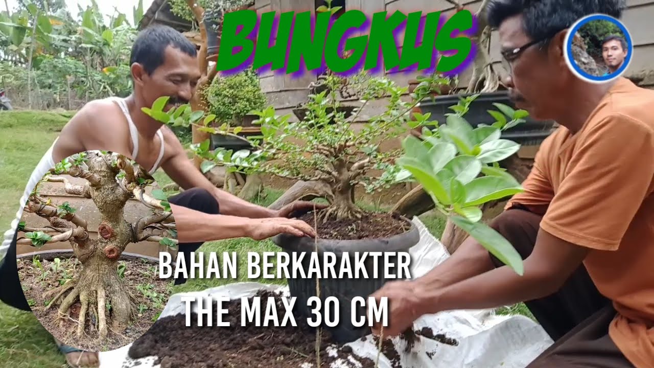 PROGRAM THE MAX 30 CM //BAHAN BONSAI SANCANG (PREMNA MICROPHILLA) - YouTube