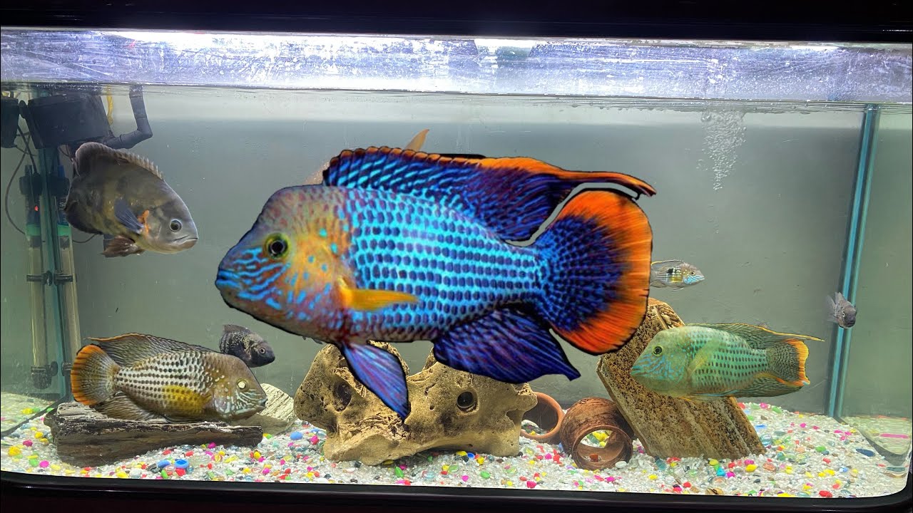 Monster Fish in my Fish tank | pets club | @petsclub1485 #new #fish # ...