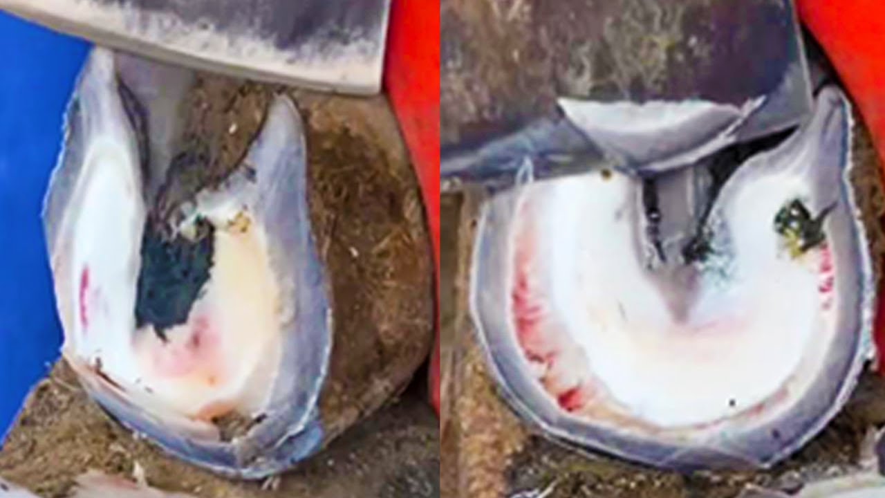 There are blood stains inside the donkey's hoof, which is very relaxing ...