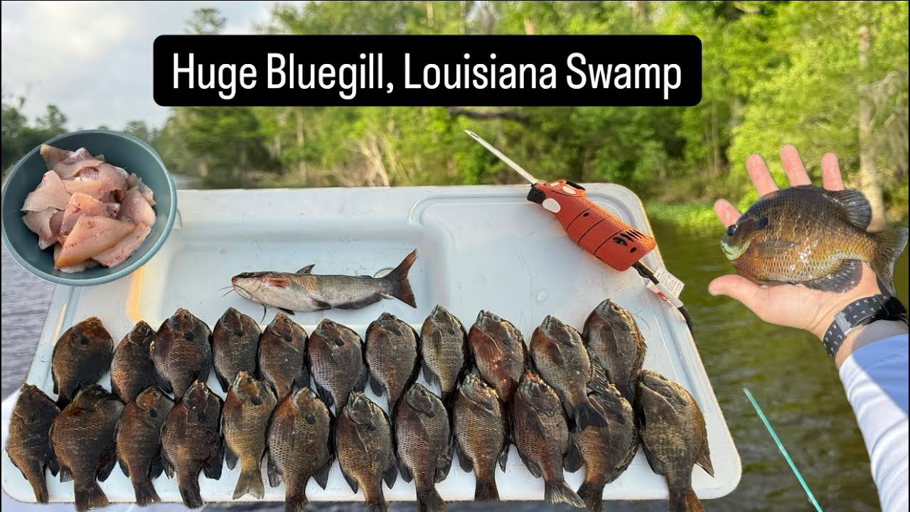 HUGE Bluegill!! Fly rod technique in the Louisiana Swamps - YouTube