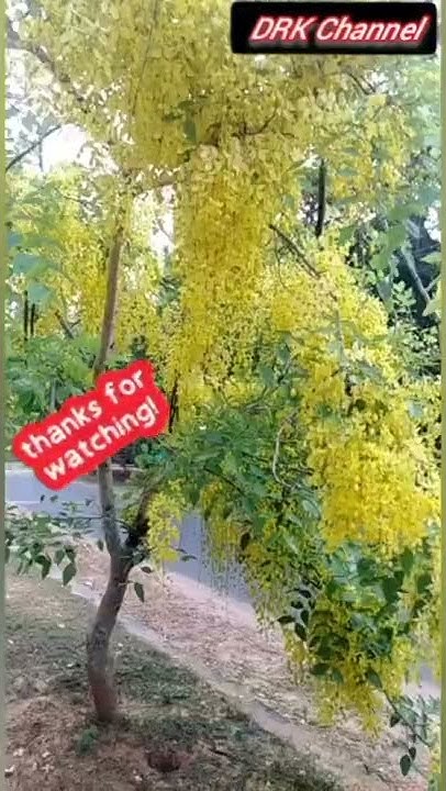 Kani Konna a kerala flower used as a symbol of Vishu kani in Hindu ...