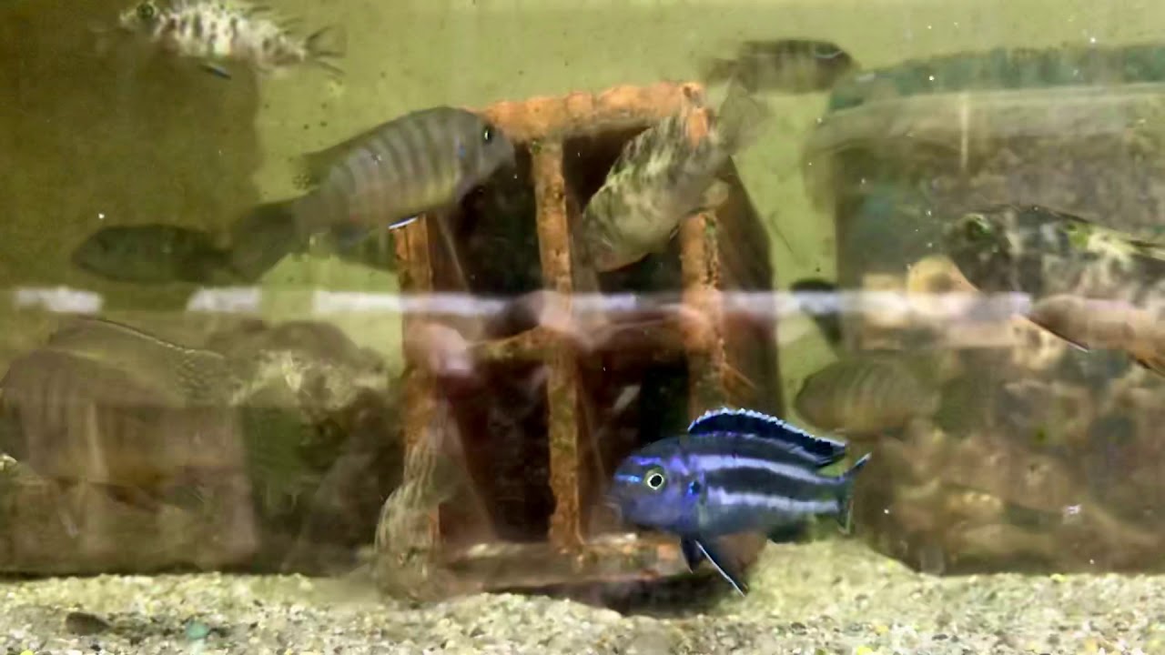 F1 Pseudotropheus johannii Gome Rock - YouTube