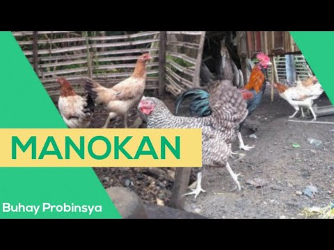 Province Life 🇵🇭 Nangitlog na ang aming manok || Shamo || Asil ...