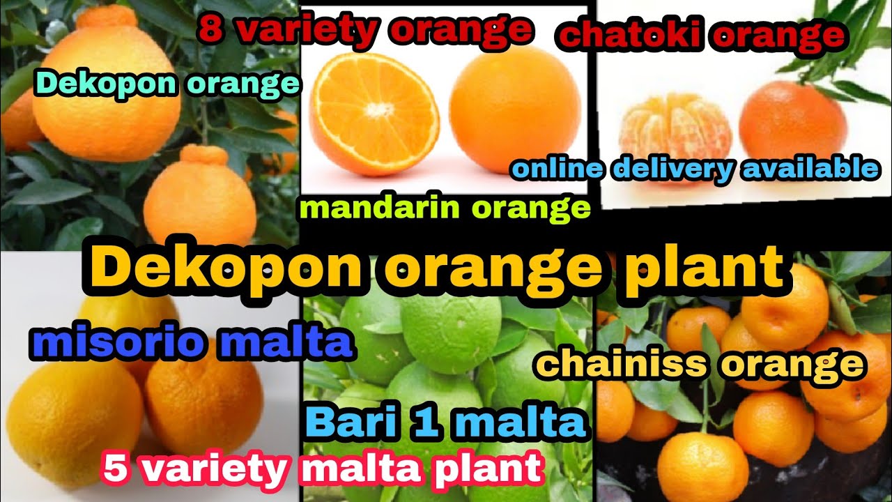 how to Dekopon orange plant washimtoon orange mandarin orange Punjab ...