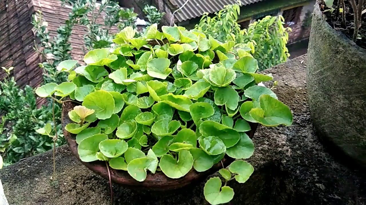 How to grow thankuni leaf in pot// কি ভাবে বাড়িতে থানকুনি পাতা লাগাবেন ...