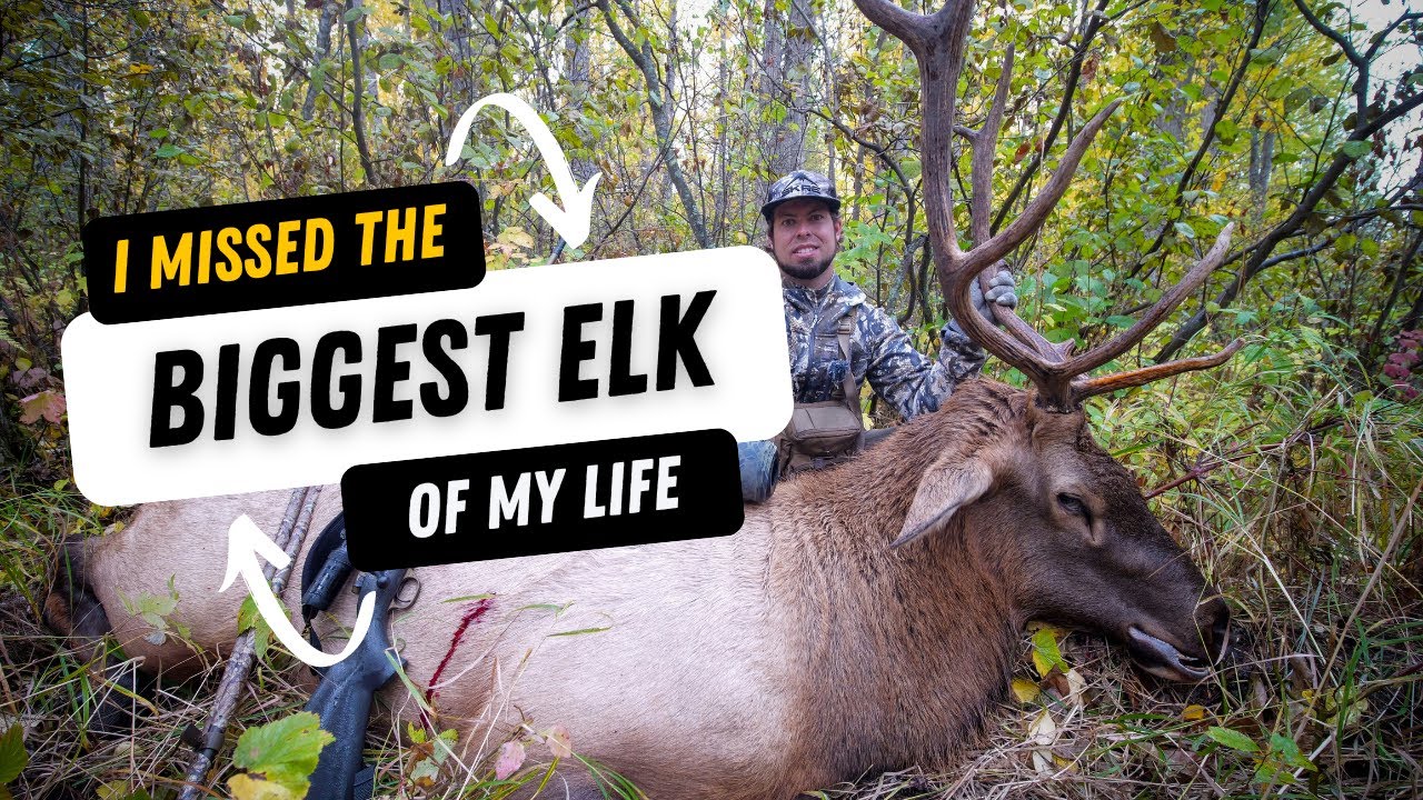 Alberta Archery Elk - Biggest Bull I've ever encountered in the wild ...