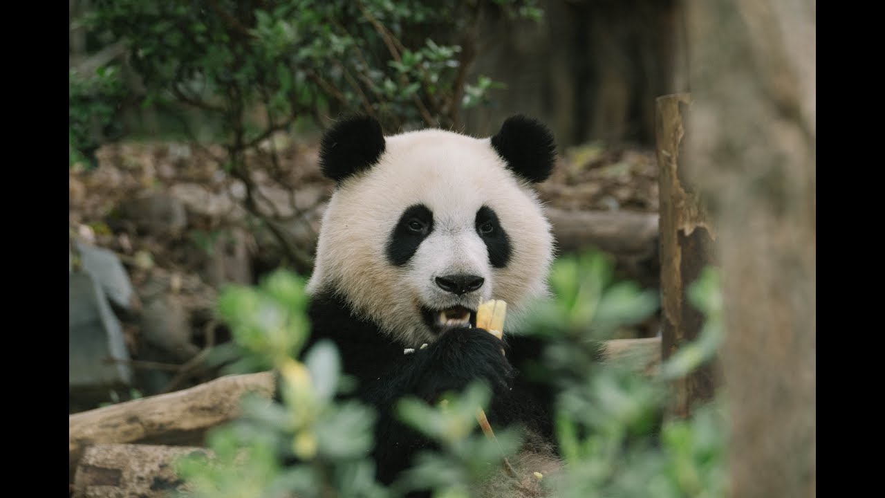FUNNY PANDA BEAR NATURAL SOUNDS - YouTube