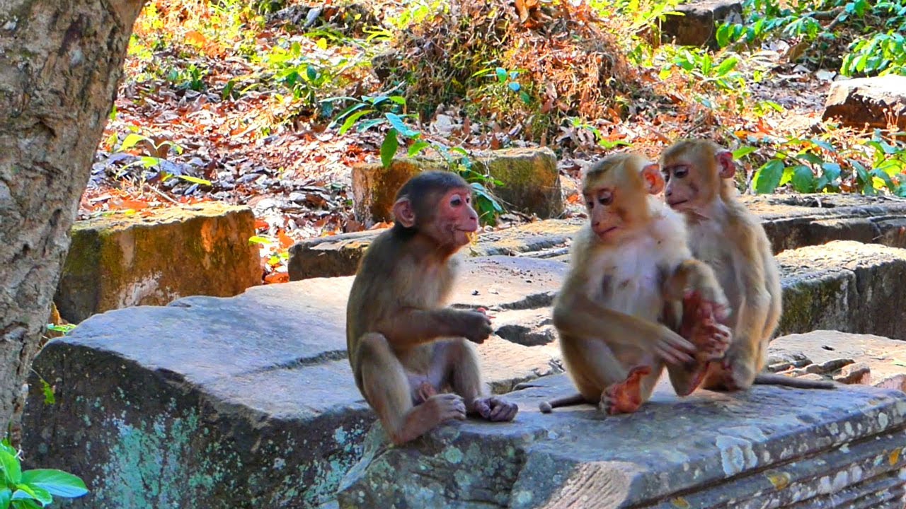 So much happy little abandoned monkey Balu playing with his friend ...