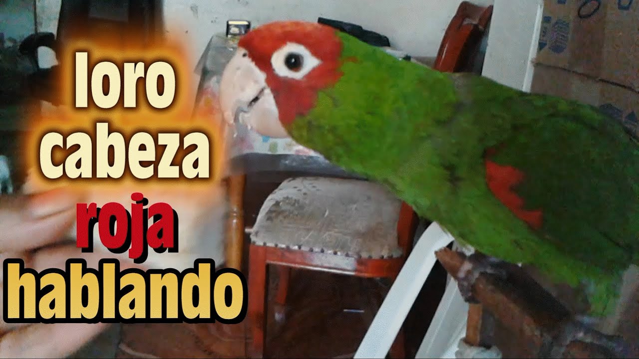 LORO CABEZA ROJA HABLANDO Y COMIENDO / parrot red talking head /loro ...