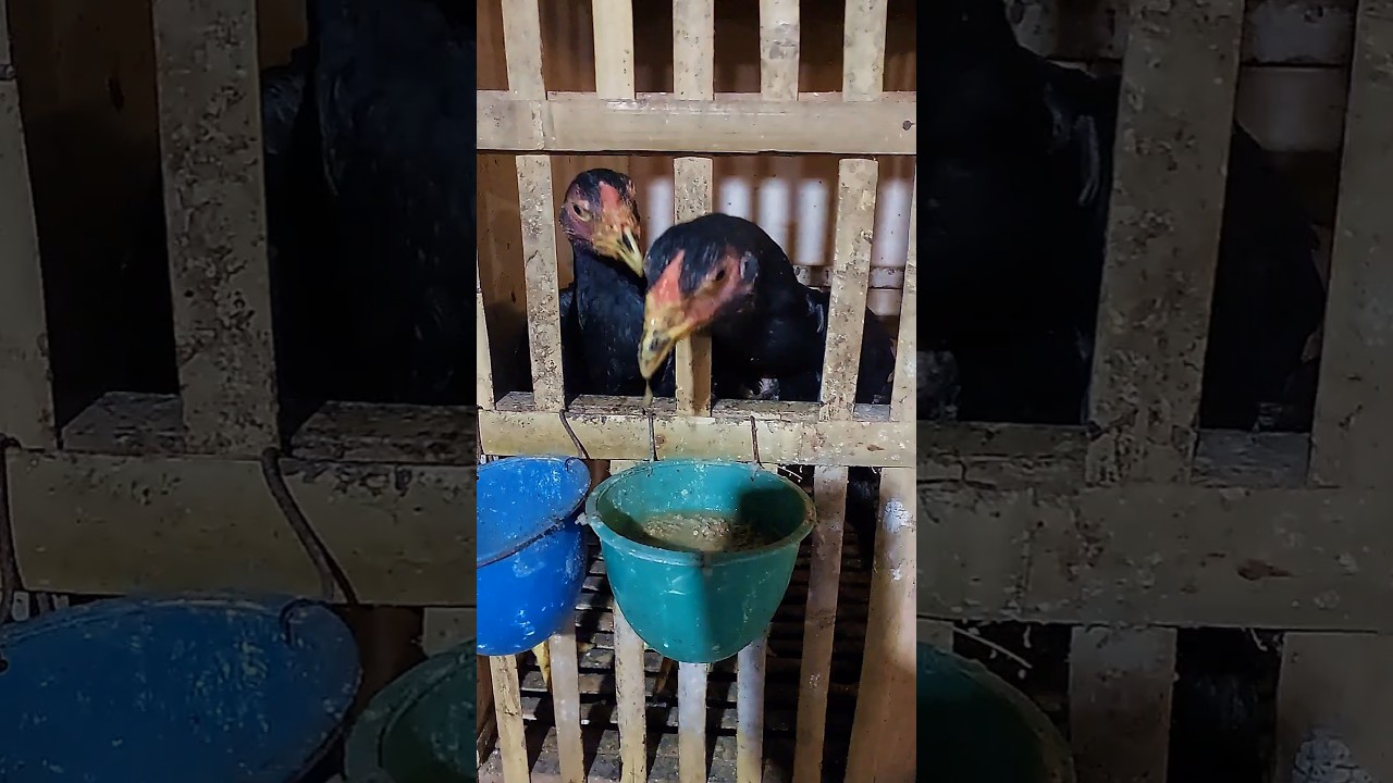 feed 4 months old chicken #roosterfarm - YouTube