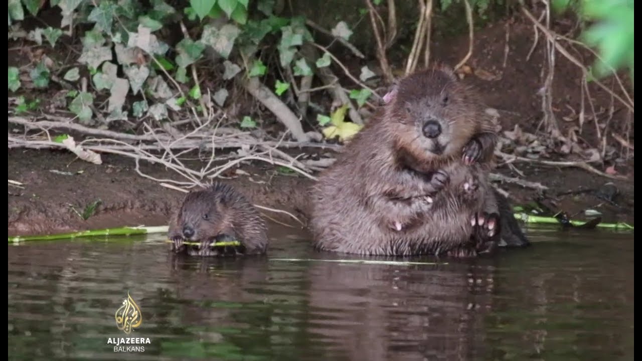 Dabrovi u Britaniji: Vraćeni u prirodu nakon 500 godina - YouTube